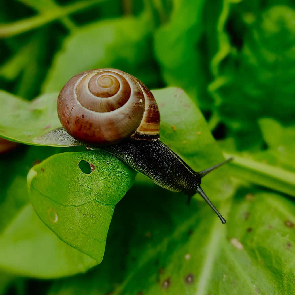 Bava di lumaca: benefici e proprietà – DrLauranne